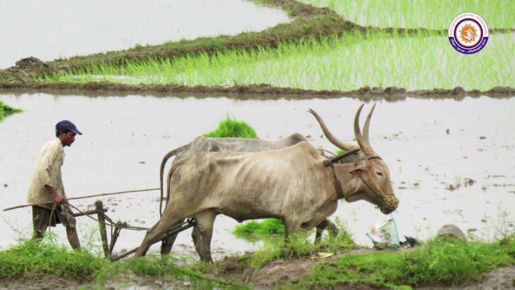 GOVU NAAVU – Life Based On Cows | A Foundation For Healthy And Happy ...